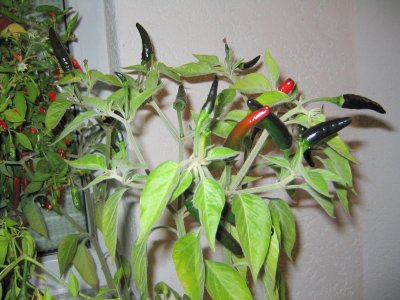 Meine Chili Liste